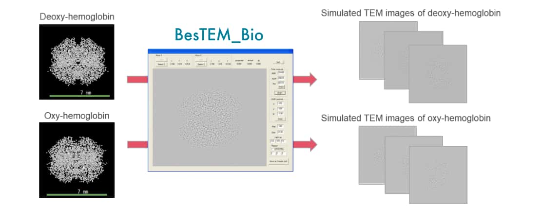クライオTEM用タンパク質構造パリデータ BesTEM_Bio - 株式会社バイオネット研究所